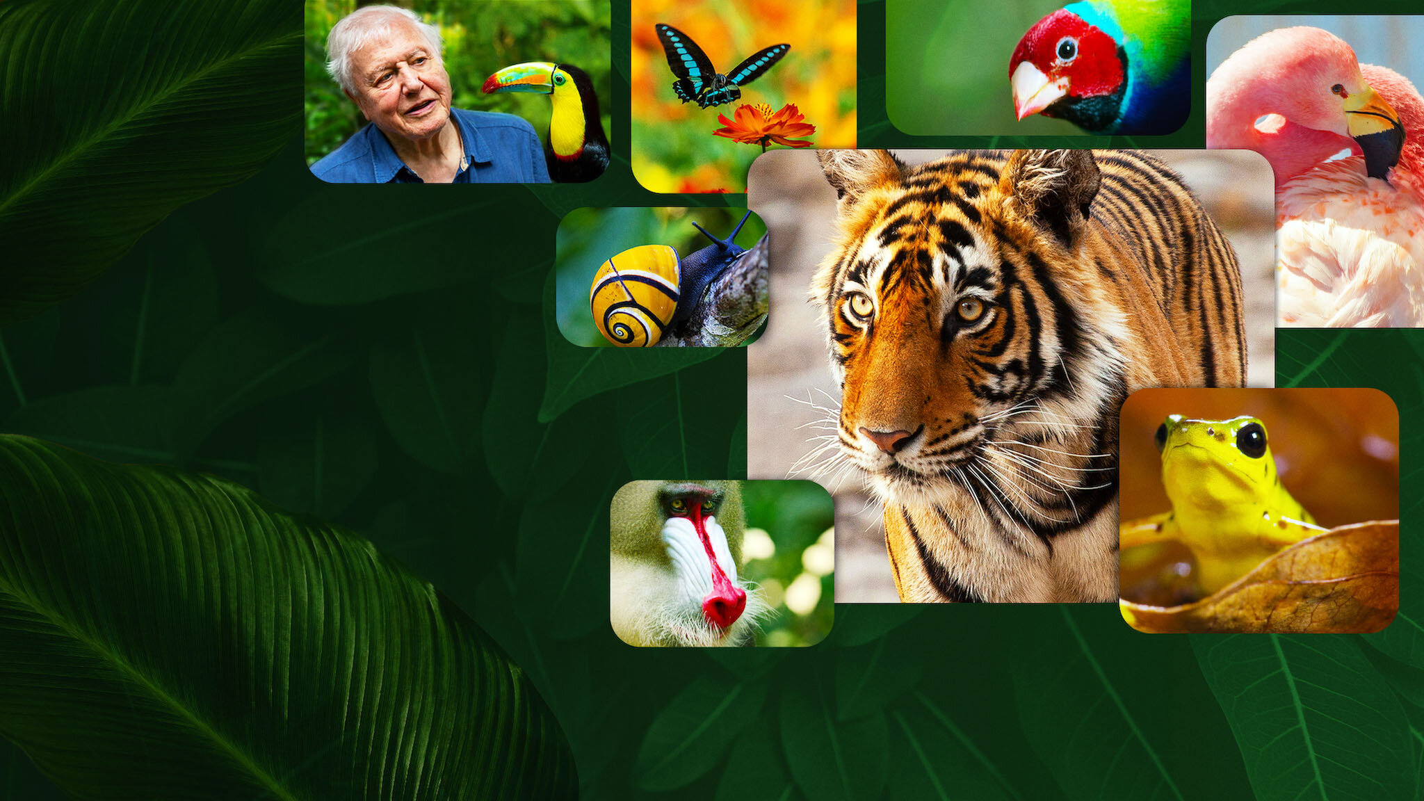 Watch Life in Color with David Attenborough | Netflix Official Site