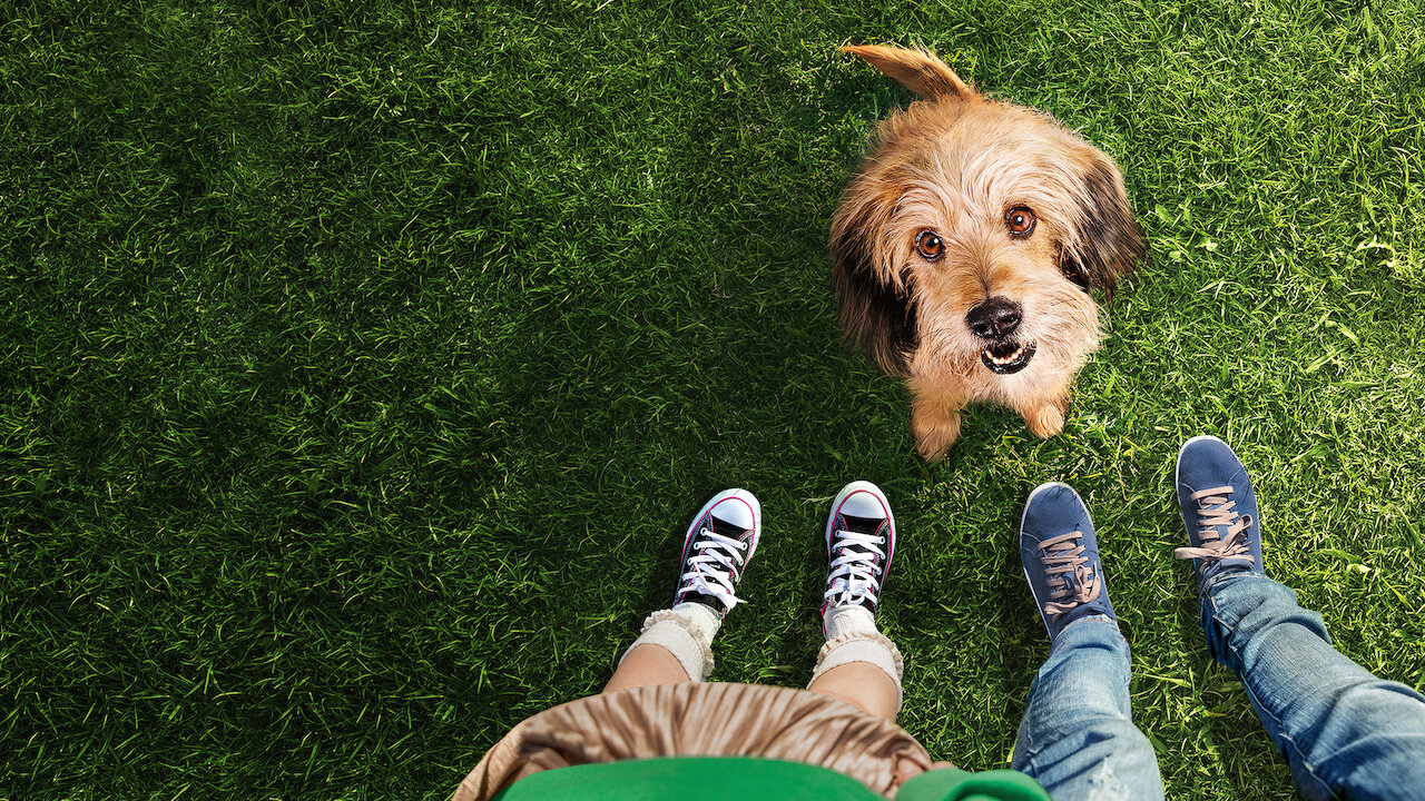 Watch Benji | Netflix Official Site