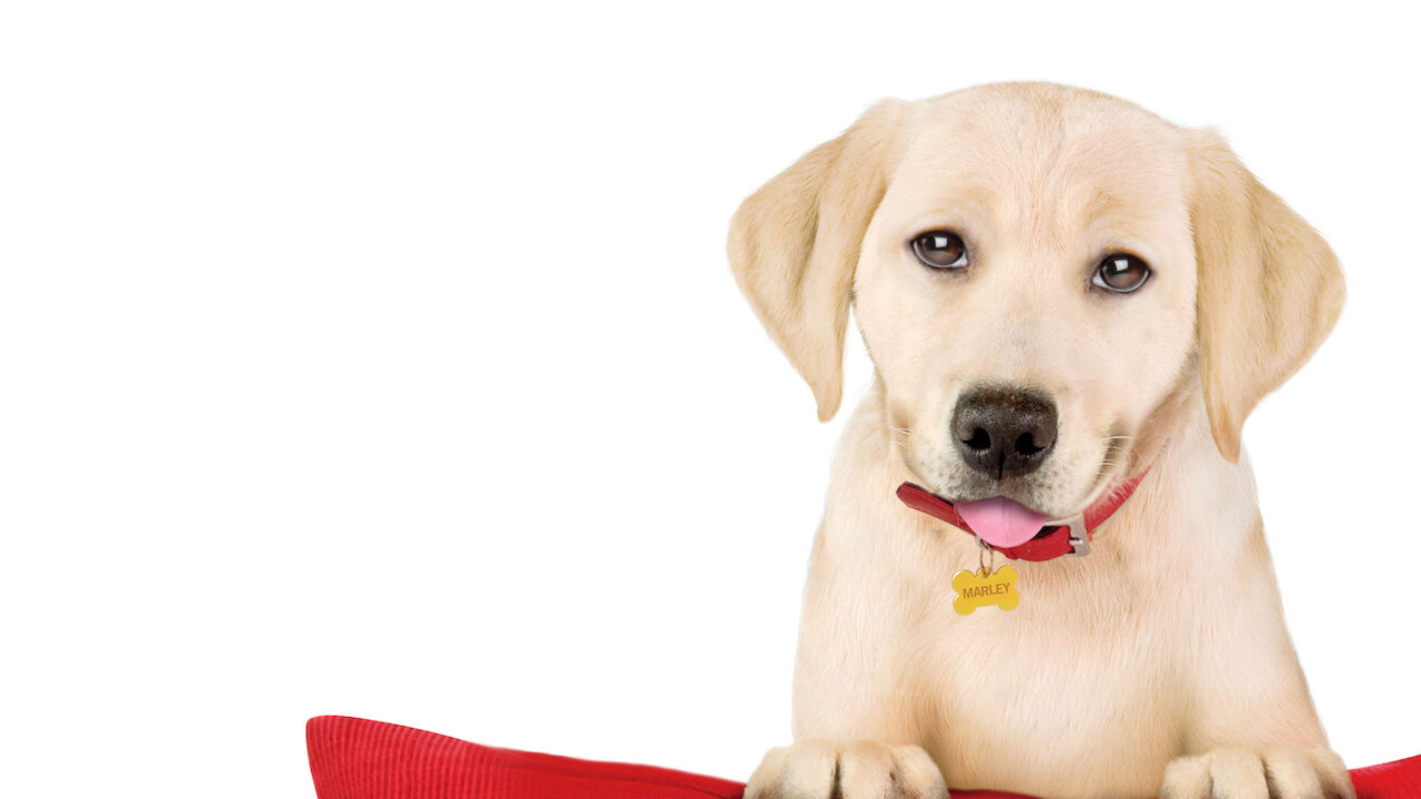 Watch Marley and Me: The Puppy Years | Netflix