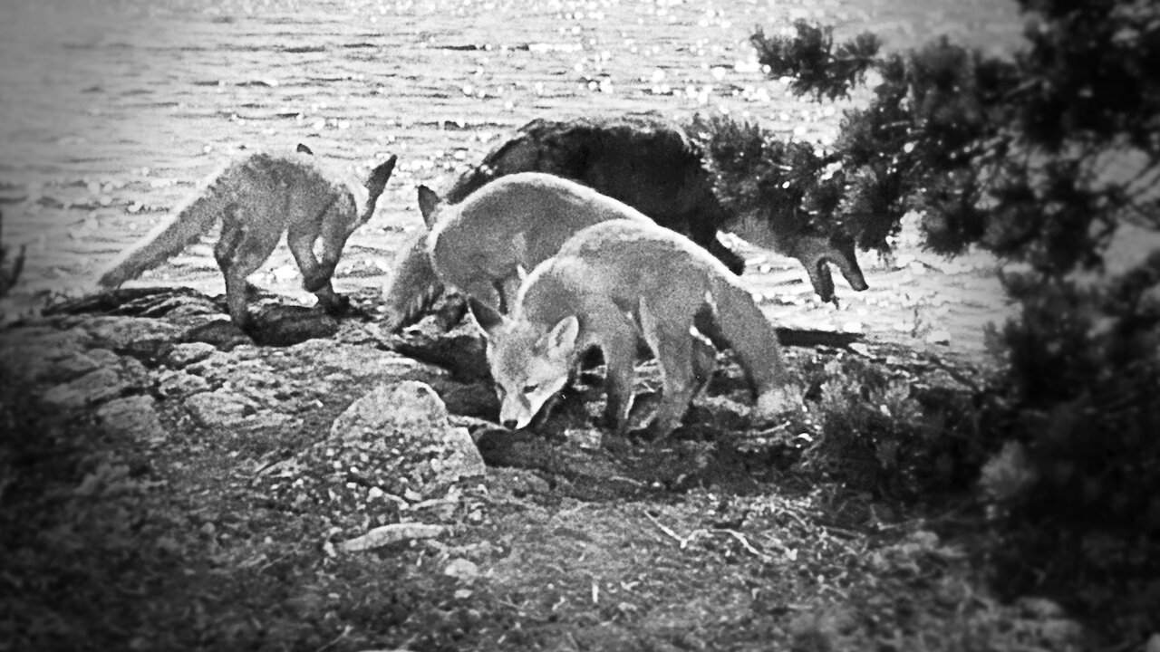 Regarder La Grande Aventure | Netflix