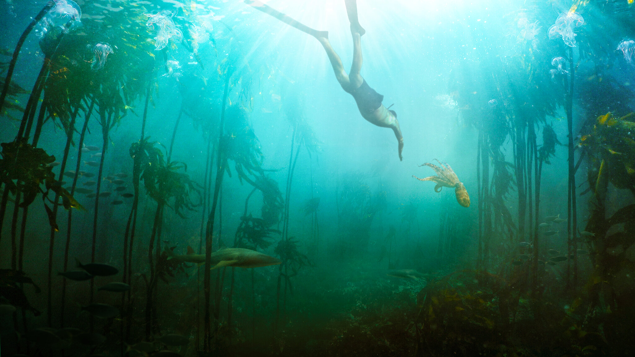 Watch My Octopus Teacher | Netflix Official Site