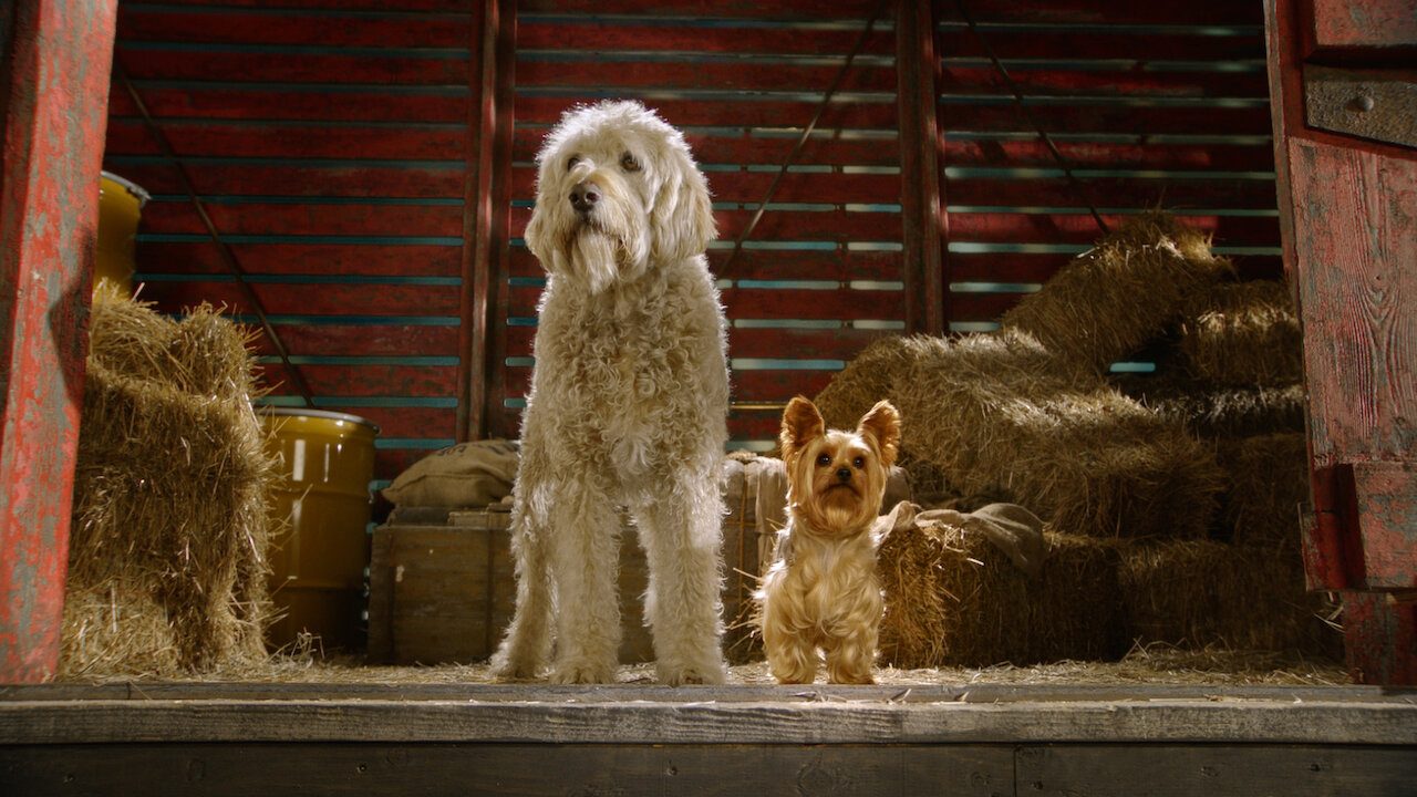 Watch Pup Star | Netflix