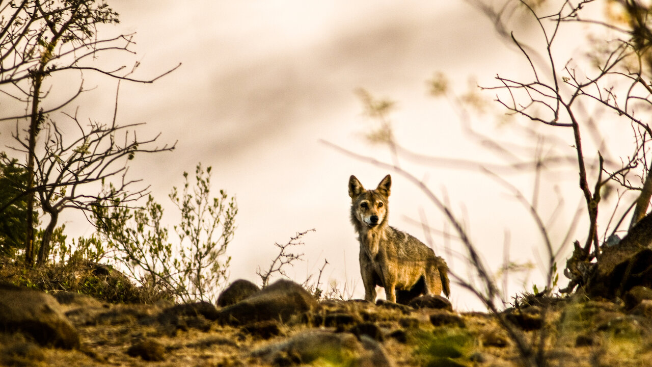 Watch Walking with Wolves | Netflix