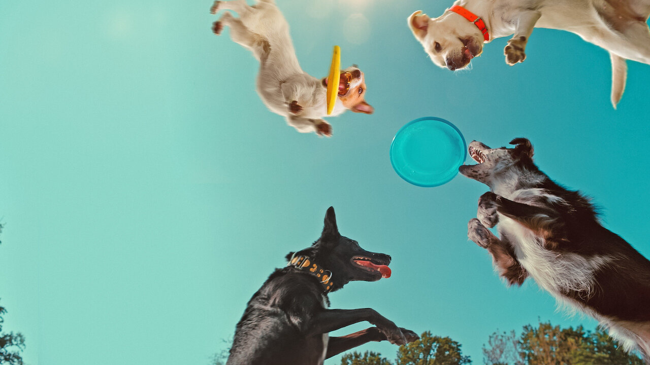 Watch Inside the Mind of a Dog | Netflix Official Site