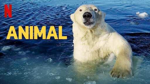 Watch David Attenborough: A Life on Our Planet | Netflix Official Site