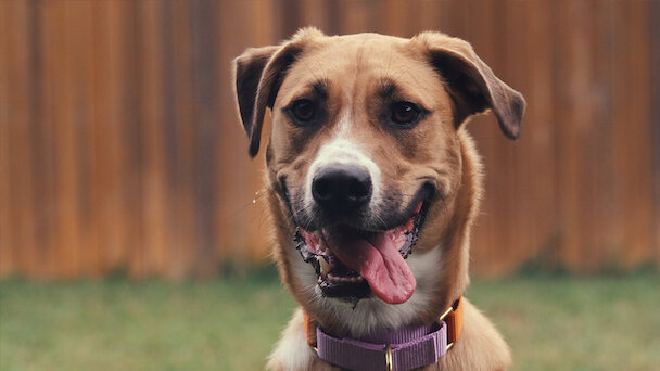Watch Inside the Mind of a Dog | Netflix Official Site
