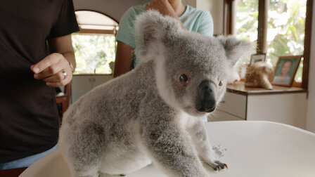 Watch Izzy's Koala World | Netflix Official Site