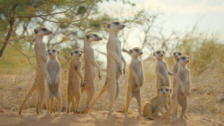 Watch Secret World of Sound with David Attenborough | Netflix Official Site