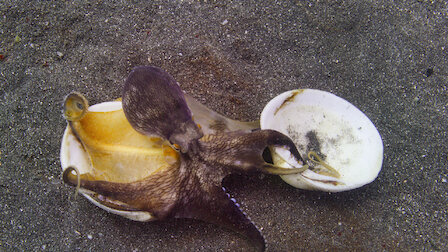 Watch Our Oceans | Netflix Official Site