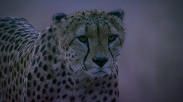 Watch Night on Earth | Netflix Official Site