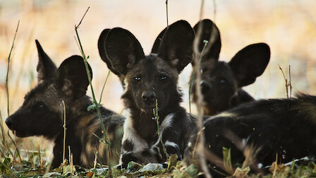 Watch Predators | Netflix Official Site