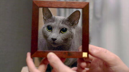 Watch Cat People | Netflix Official Site