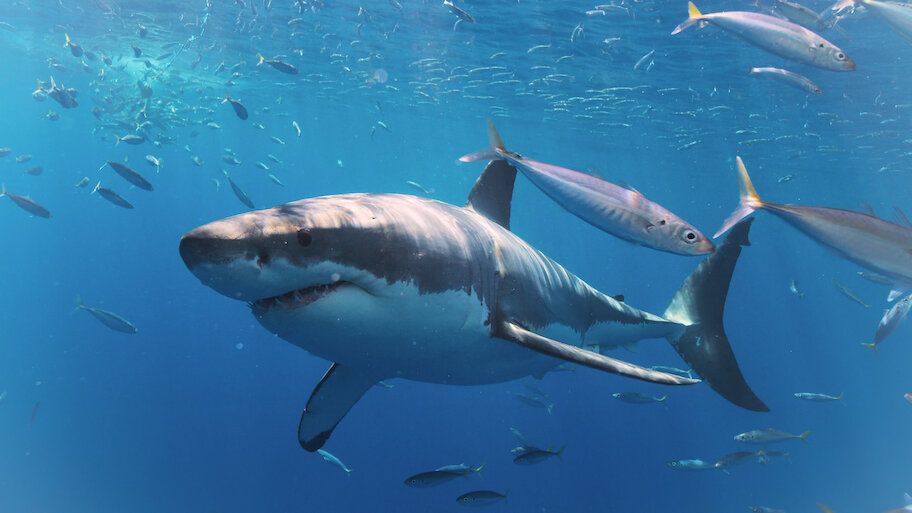 Todos los tiburones | Sitio oficial de Netflix