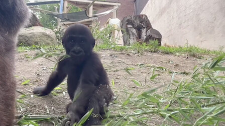 Watch Baby Gorilla Cam | Netflix Official Site