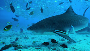 Todos los tiburones | Sitio oficial de Netflix