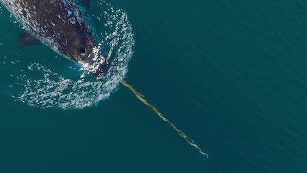 Watch Our Oceans | Netflix Official Site