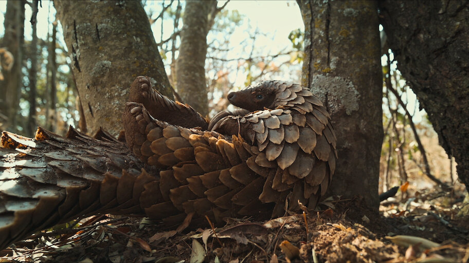 Watch Pangolin: Kulu’s Journey | Netflix Official Site