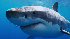 Todos los tiburones | Sitio oficial de Netflix