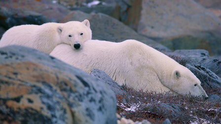 Watch Predators | Netflix Official Site