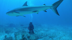 Todos los tiburones | Sitio oficial de Netflix