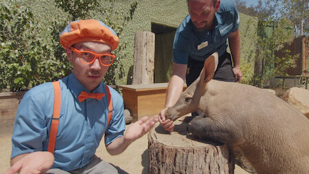 Watch Blippi | Netflix