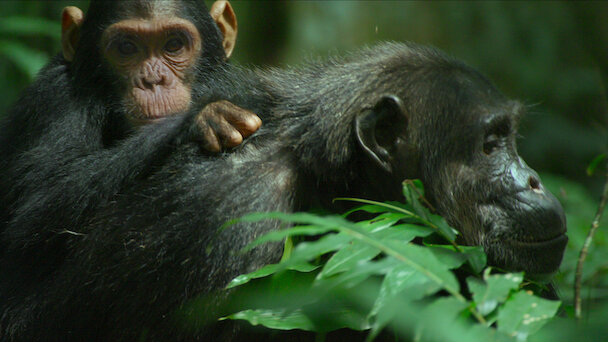 Watch Chimp Empire | Netflix Official Site