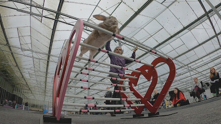Watch The Hidden Lives of Pets | Netflix Official Site
