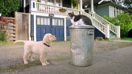 Watch Pup Academy | Netflix