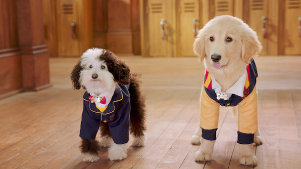 Watch Pup Academy | Netflix Official Site