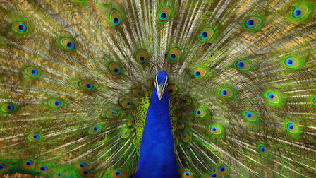 Watch Life in Color with David Attenborough | Netflix Official Site