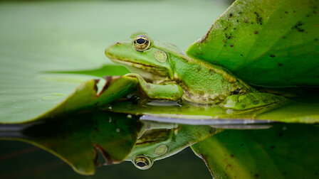 Watch Our Living World | Netflix Official Site