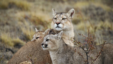 Watch Predators | Netflix Official Site