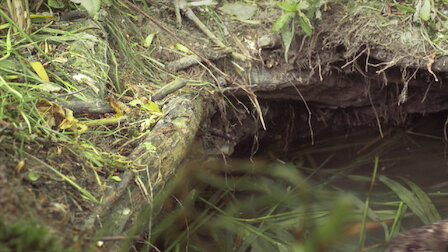 Si yo fuera un animal | Netflix