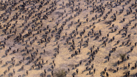 Watch Our Planet | Netflix Official Site