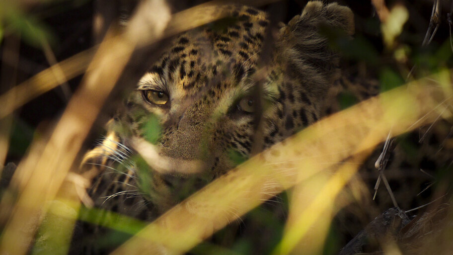 Watch Living with Leopards | Netflix Official Site