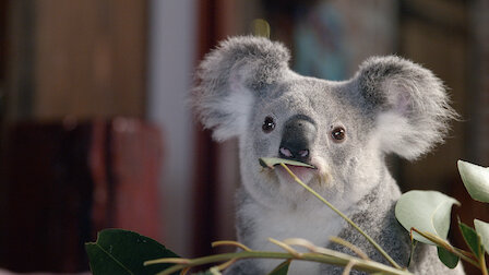 Izzy's Koala World | Netflix Official Site