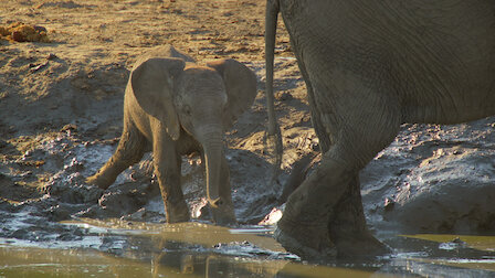 Si yo fuera un animal | Netflix