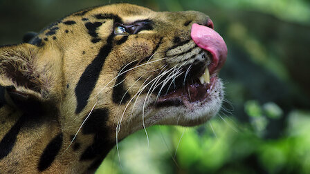 Watch Animal | Netflix Official Site