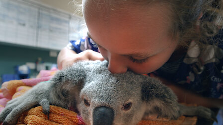 Watch Izzy's Koala World | Netflix Official Site