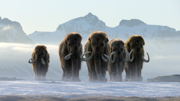 Watch Life on Our Planet | Netflix Official Site