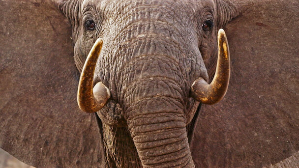 Watch The Ivory Game | Netflix Official Site