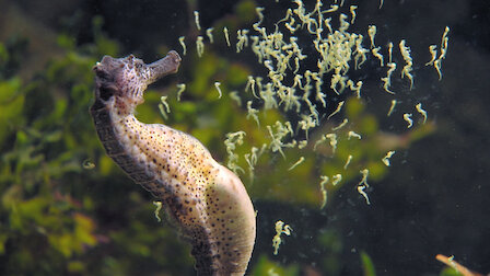 Watch Absurd Planet | Netflix Official Site