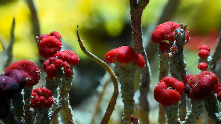 Watch Life on Our Planet | Netflix Official Site