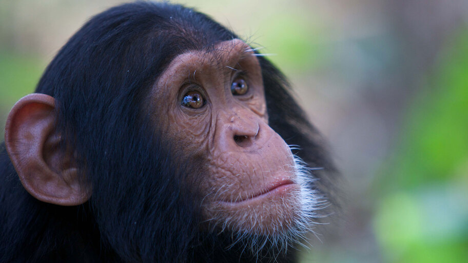 Watch Monkey Planet | Netflix