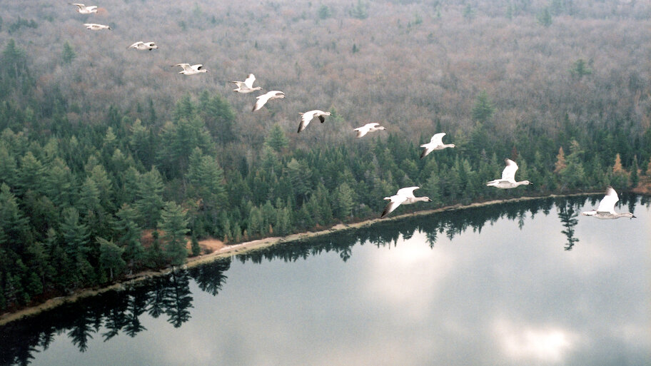 Watch Winged Migration | Netflix