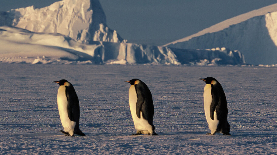 Watch March of the Penguins | Netflix