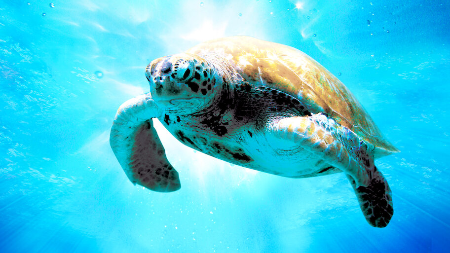 Watch Turtle: The Incredible Journey | Netflix