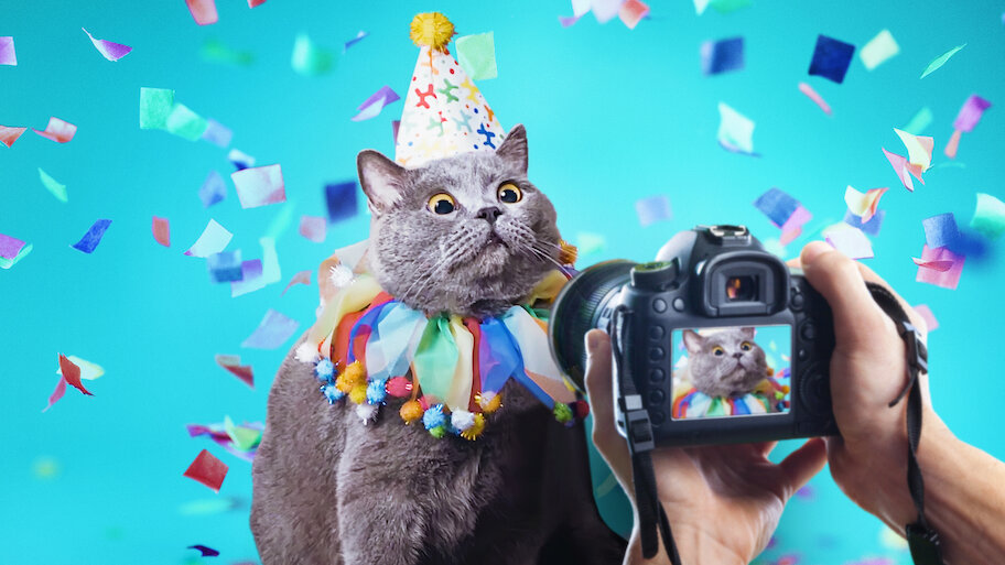 Watch Pet Stars | Netflix Official Site