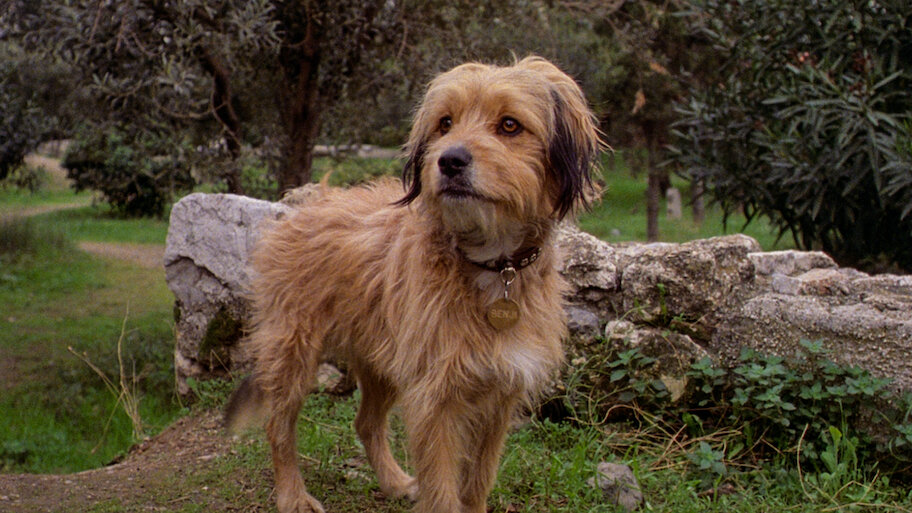 Watch For the Love of Benji | Netflix