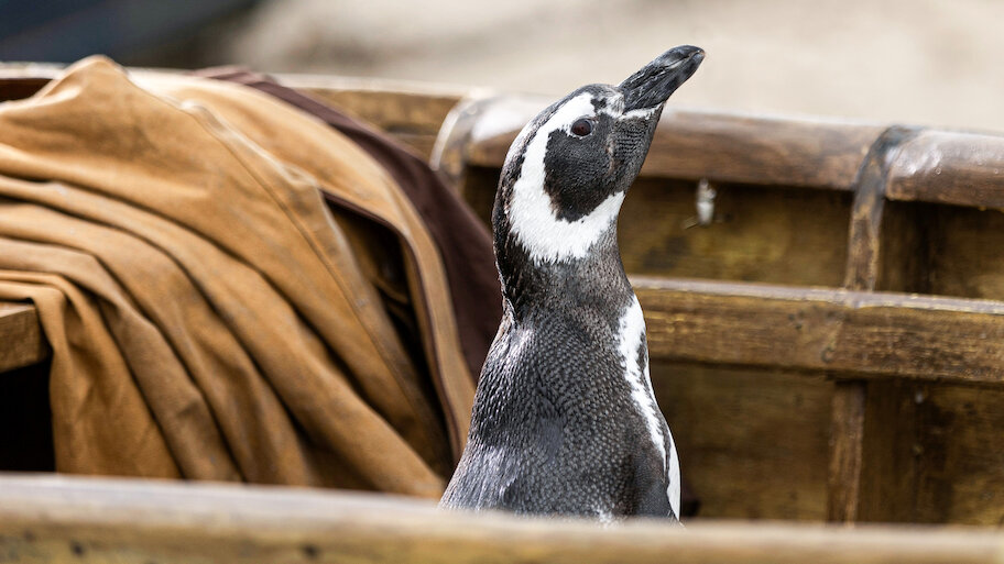 Watch My Penguin Friend | Netflix